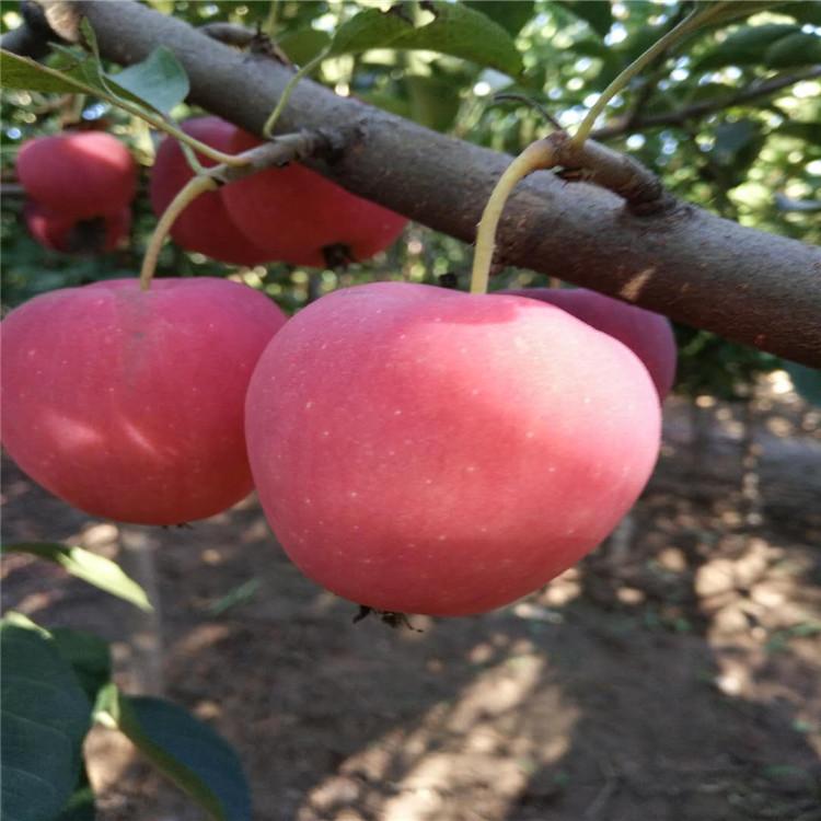 丰产苹果树苗 柱状苹果苗 苹果苗规格