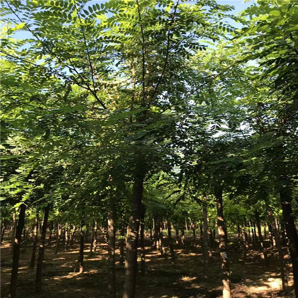 红花刺槐 平头刺槐 刺槐种子  森琪