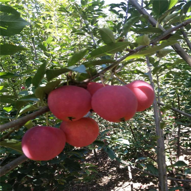 丰产苹果树苗 柱状苹果苗 苹果苗规格