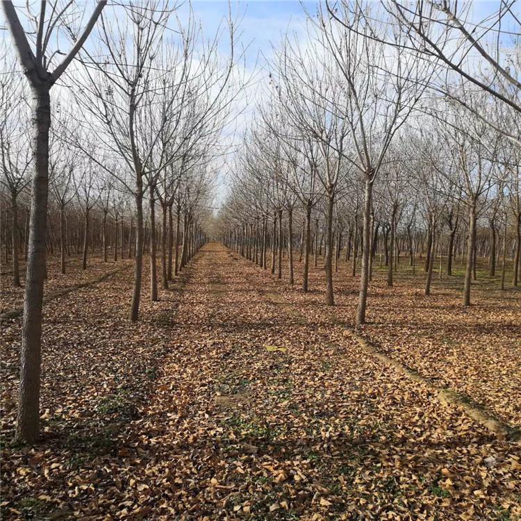 白蜡小苗 白蜡种植 批发基地