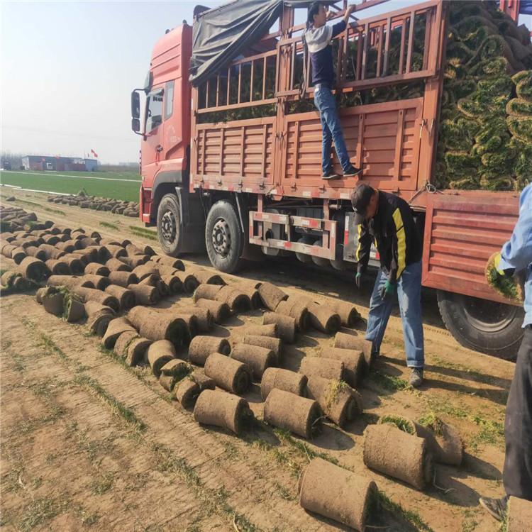 绿化草坪 绿化草坪基地 上门种植