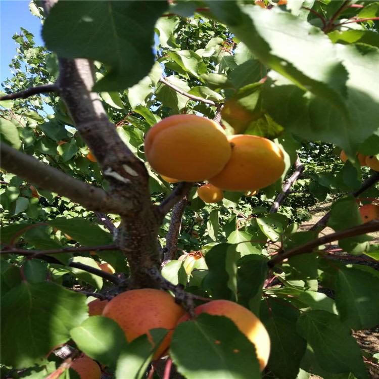脱毒杏苗质量 杏苗售卖基地 基地出售矮化杏树苗