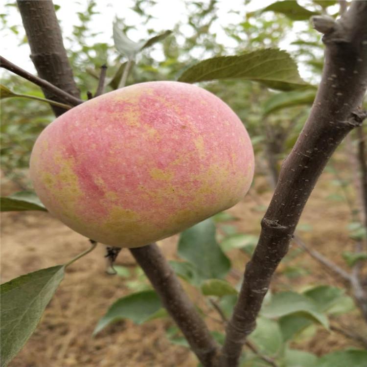 矮化苹果树 红富士苹果苗 预定苹果苗