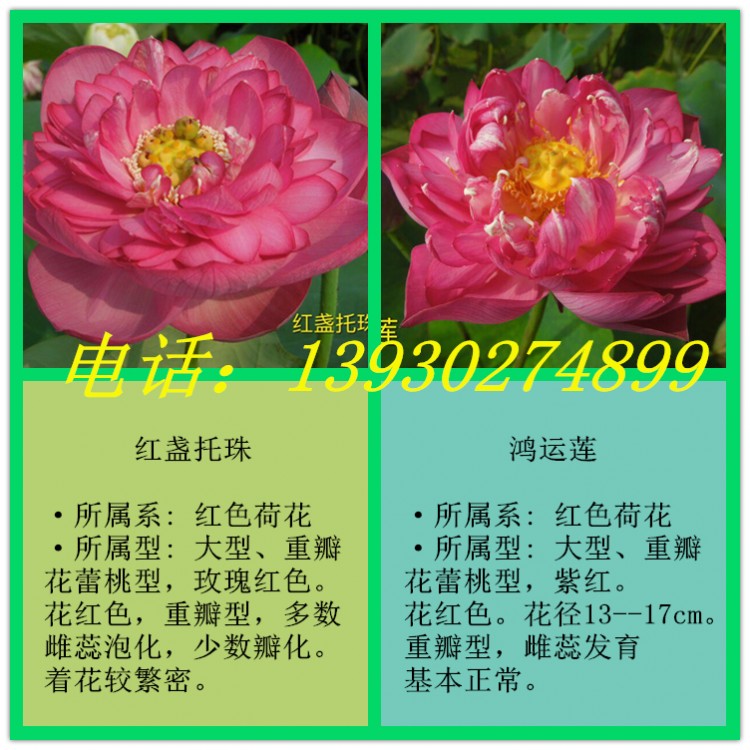 精品荷花苗批发基地,品种荷花苗,荷花批发