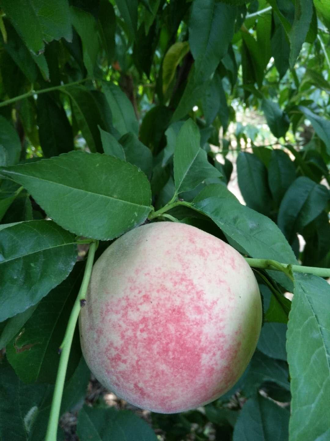 桃苗 油桃苗基地 价格优惠