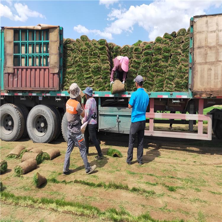 混播草皮 直混播草坪 耐践踏