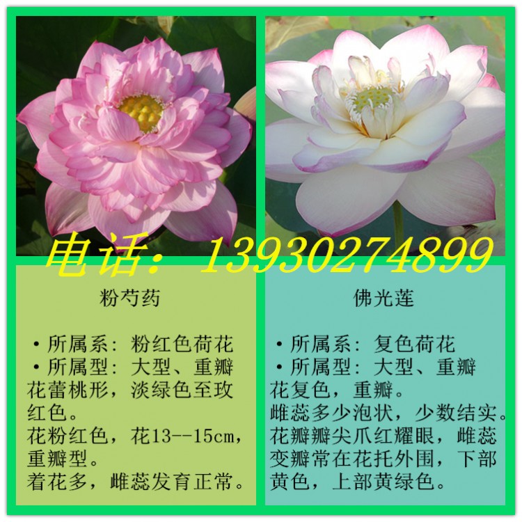 精品荷花苗批发基地,品种荷花苗,荷花批发