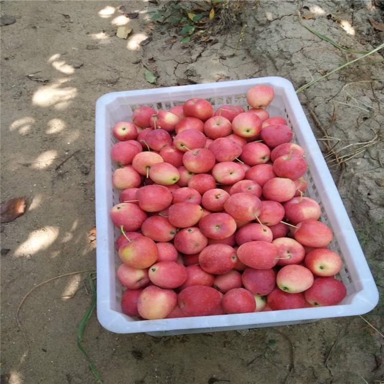 丰产苹果树苗 泰安苹果苗 苹果苗厂家