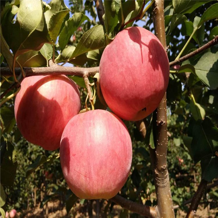 丰产苹果树苗 柱状苹果苗 苹果苗规格