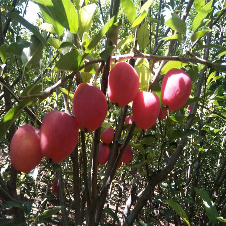 丰产苹果树苗 泰安苹果苗 苹果苗厂家