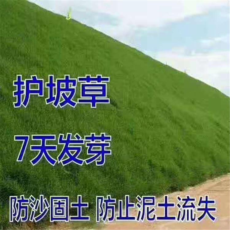 混播草皮 草坪基地 量大从优