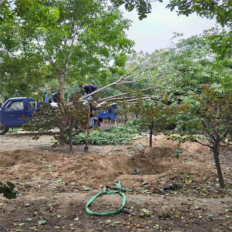 白蜡小苗 白蜡种植 批发基地