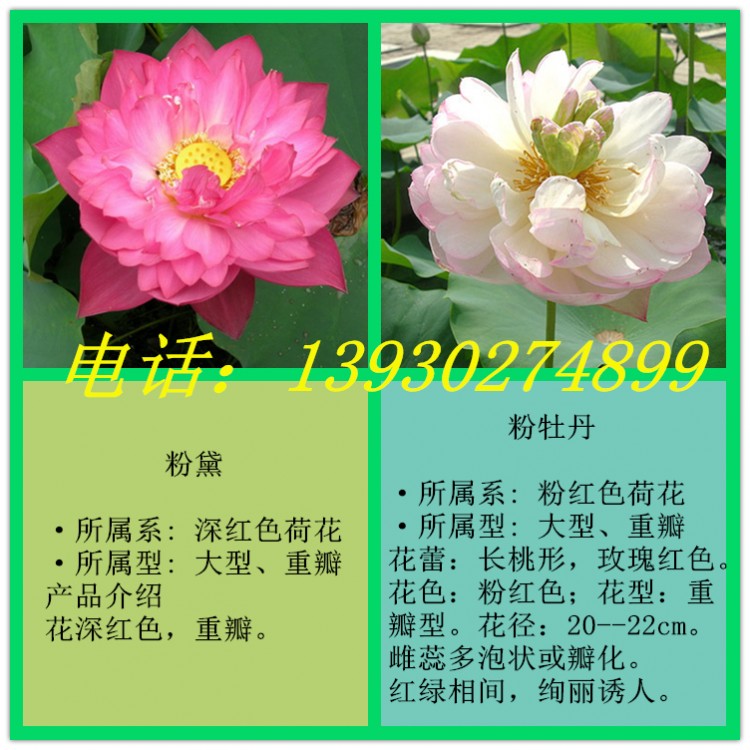 精品荷花苗批发基地,品种荷花苗,荷花批发