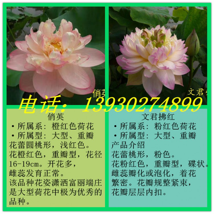 精品荷花苗批发基地,品种荷花苗,荷花批发