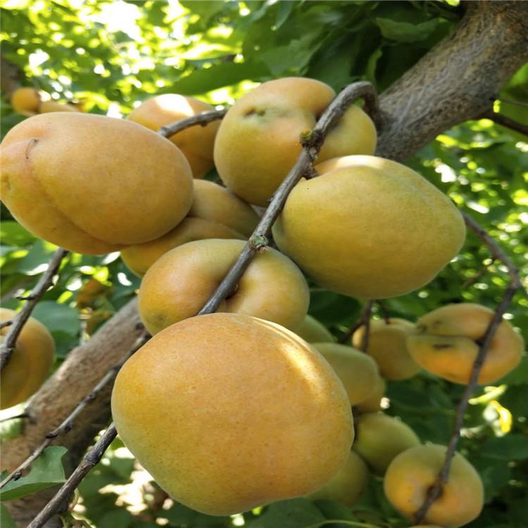 脱毒杏苗质量 杏苗售卖基地 基地出售矮化杏树苗