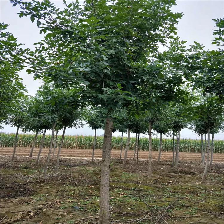 白蜡小苗 白蜡种植 批发基地