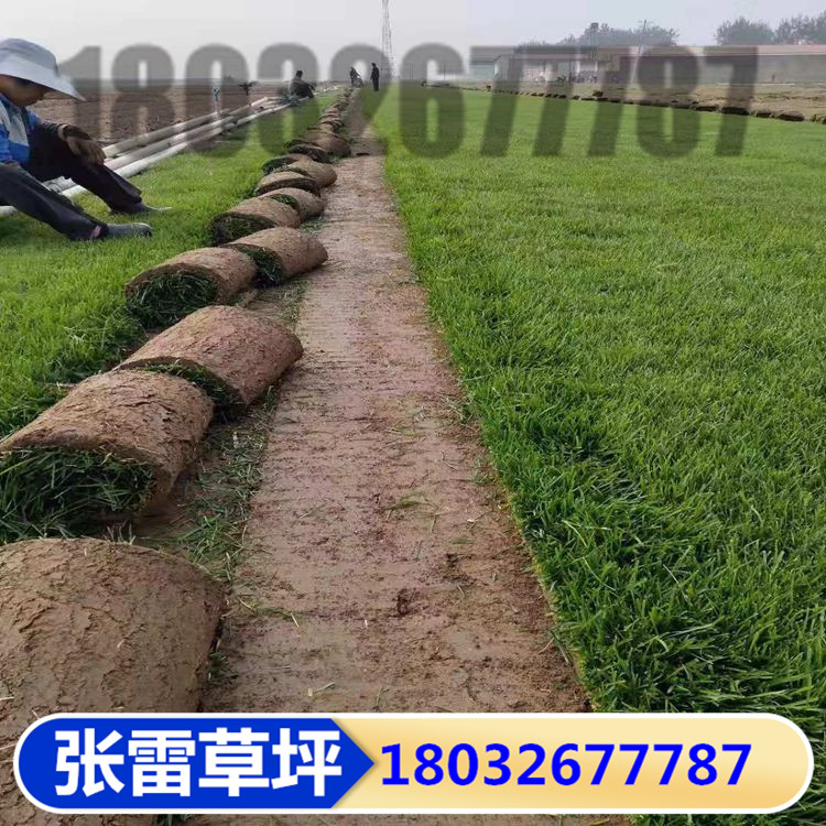 北京草坪价格便宜 高羊茅