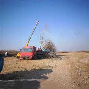 法桐保定法桐苗木河北法桐白蜡河北苗圃法桐苗圃量大价低