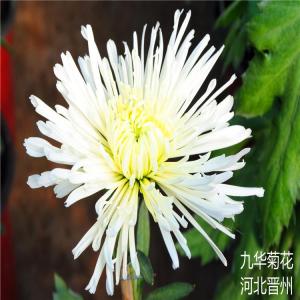 茶用菊花品牌