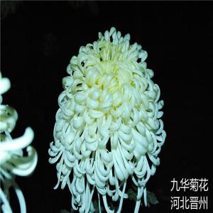 茶用菊花厂家