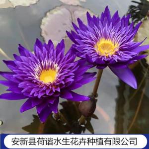 『睡莲价格』睡莲苗报价睡莲种植基地