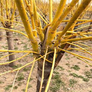 高接金枝槐自家苗圃种植 矮接金枝槐自家苗圃种植 10-25公分大规格金枝槐 12公分黄金槐价格