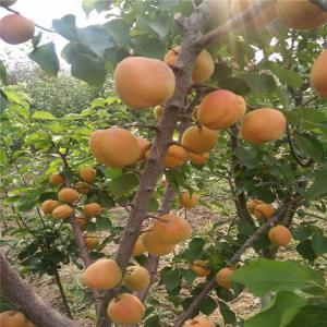 脱毒杏树苗基地 杏苗售卖基地 优质杏树苗种类