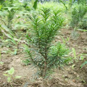 红豆杉5年苗 辽宁红豆杉种苗基地、东北红豆杉价格、红豆杉盆景