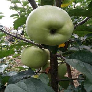 新品种苹果树 苹果树苗 苹果苗规格