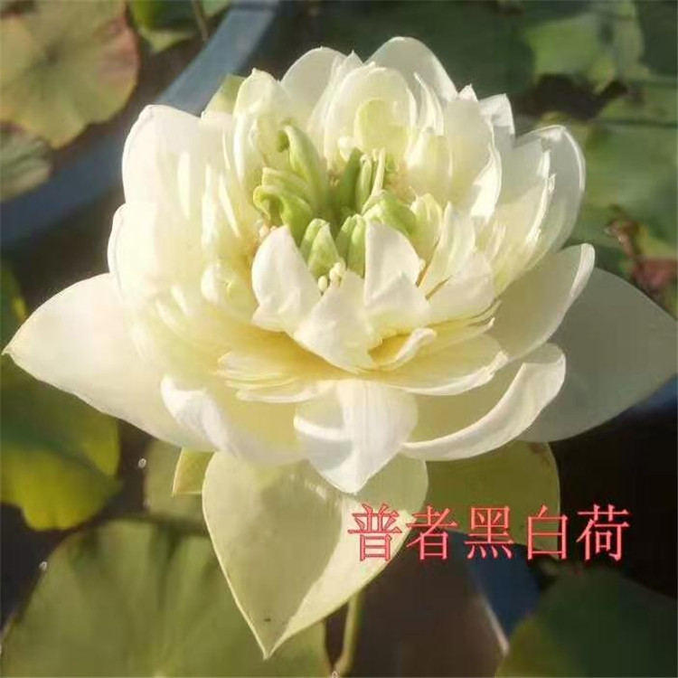 河北荷花价格