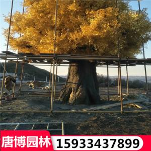 北京设计水泥塑树按需定制