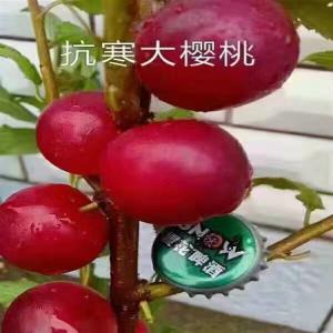 大樱桃苗樱桃树苗美早大樱桃苗俄罗斯八号大樱桃苗红蜜大樱桃苗