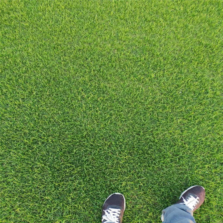 石家庄百慕大草坪生产商