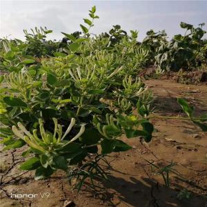 金银花苗木 金银花树苗 金银花苗价格 金银花种植 金银花基地