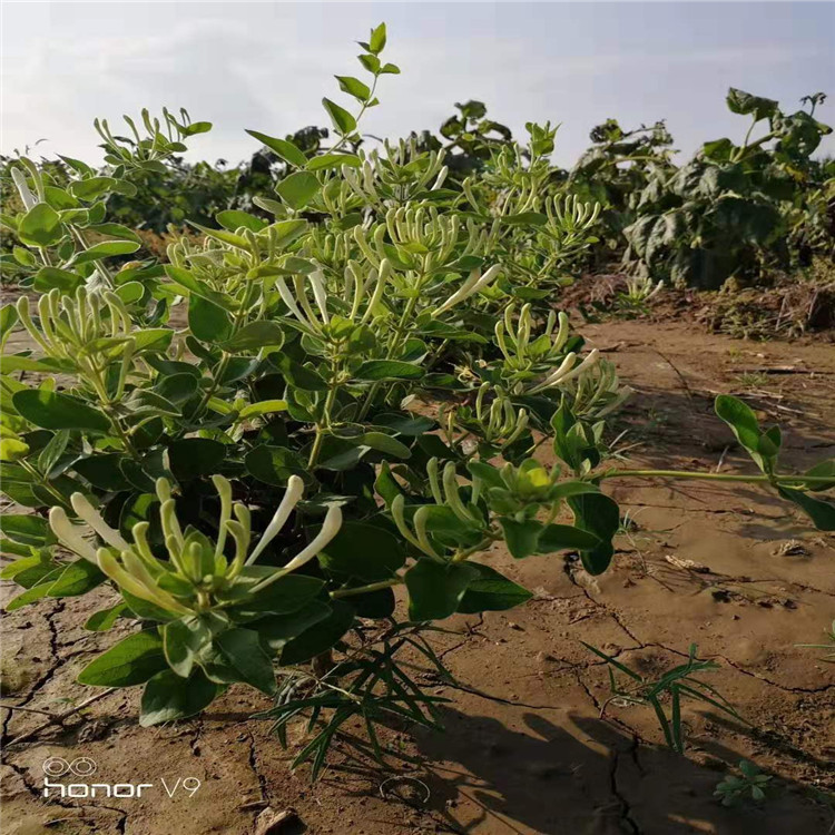 金银花苗木 金银花树苗 金银花苗价格 金银花种植 金银花基地