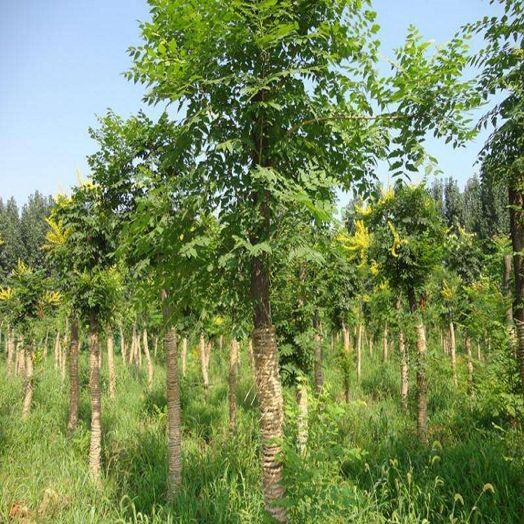 栾树种植基地