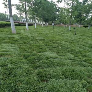 河北石家庄栾城草坪种植基地    提供起草，运草，铺草，栽草一条龙服务