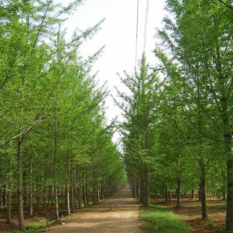 小伍苗圃银杏树种植基地专卖 银杏树苗培育基地专卖价格优惠