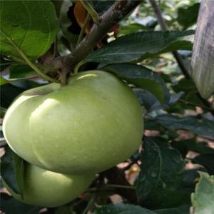 丰产苹果树苗 新红星苹果苗 预定苹果苗