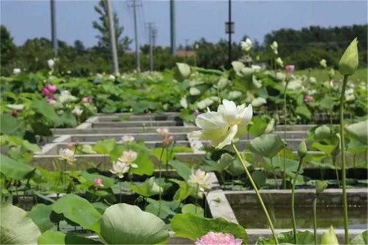 精品荷花苗批发价 盆栽荷花苗厂家 全程指导种植