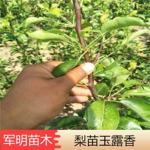 梨树苗  梨树苗厂家 梨树苗批发 梨树苗价格 梨树苗报价