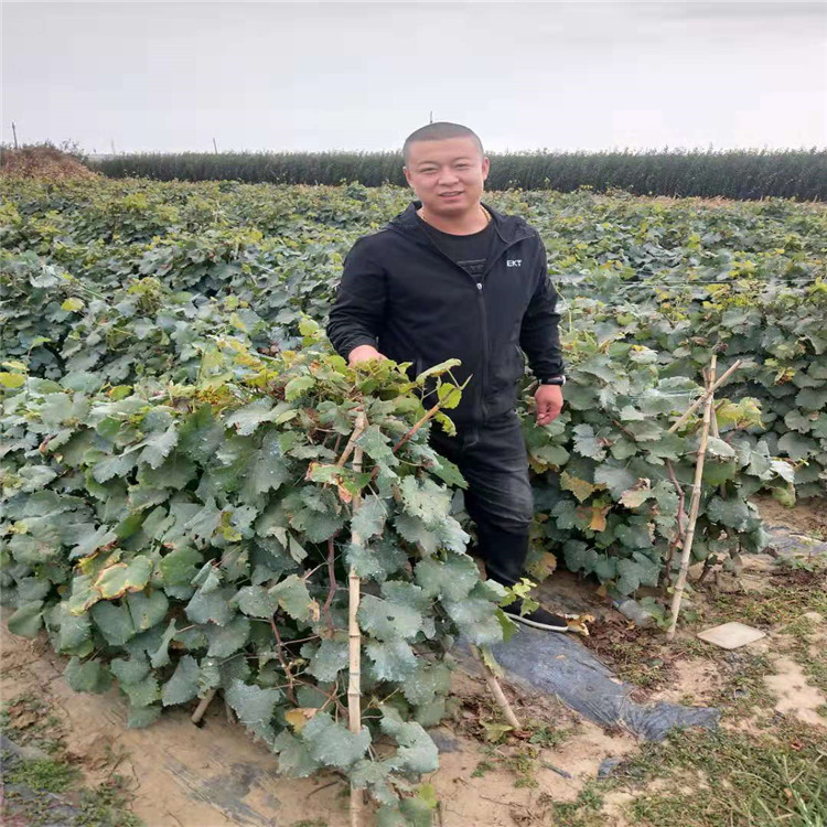 大型基地  甜蜜蓝宝石 葡萄苗