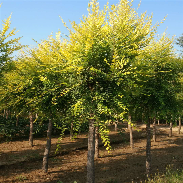 丛生金叶榆价格基地种植报价苗木供应