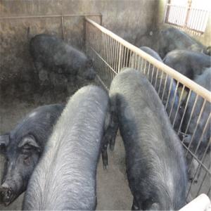 北京黑猪的厂家