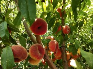 早熟桃树苗 品种纯正多样桃树苗出售 现货供应