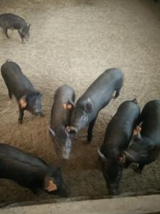 种公猪  黑种猪生态养殖 100～150斤