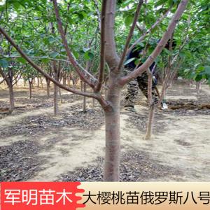 8号樱桃苗 俄罗斯八号大樱桃树苗基地八号大樱桃苗价格