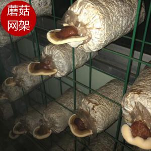 蘑菇网架厂家定制杏鲍菇网架杏鲍菇网格架
