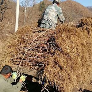 软枣子苗批发供应 软枣子苗木直采 在线直销供应 三和苗木