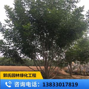 丛生白蜡苗圃丛生白蜡价格优惠丛生白蜡种植